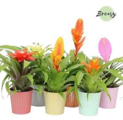 Bromelia mélangé Cupcake avec pot en zinc de 10 cm