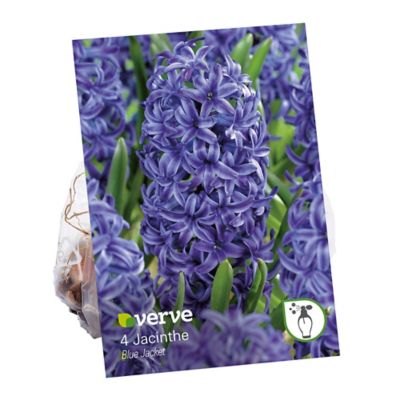 Bulbe de Jacinthe Blue jacket (x 4) | Castorama