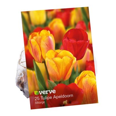Bulbe de Tulipe Apeldoorn (x 25) | Castorama