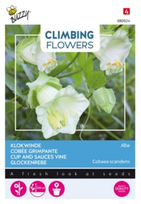 Buzzy Climbing Flowers Cobaea Alba blanc Semences - Ca. 2 gr
