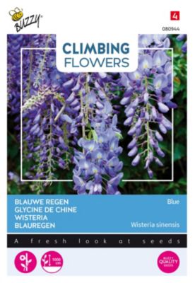 Buzzy Climbing Flowers, Wisteria Bleu - Ca. 5 graines