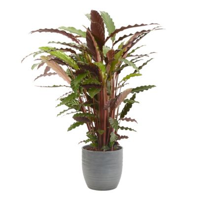 Calathea waves 21cm avec cache pot rayures grises | Castorama