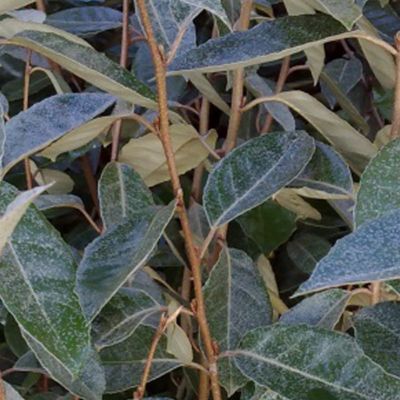Chalef de Ebbing - Elaeagnus ebbingei - 40-60 cm pot