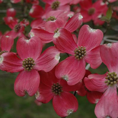 Cornouiller à grandes fleurs 'Cherokee Chief' - Cornus Florida ...