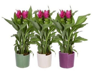 Curcuma Siam avec pot en céramique de 14 cm | Castorama