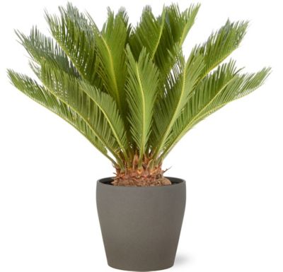 Cycas revoluta 21cm avec cache pot pierre | Castorama