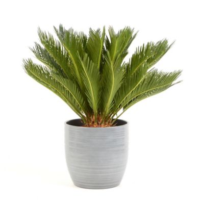 Cycas revoluta 21cm avec cache pot rayures grises | Castorama