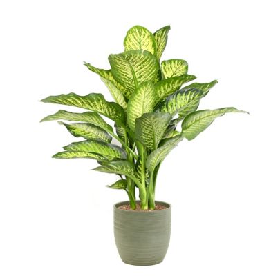 Diffenbach 21cm avec cache pot rayures vertes