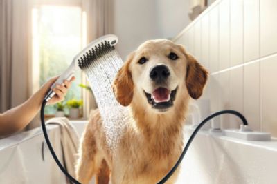 Douchette à main pour chien, 3 jets, blanc, Hansgrohe Dogshower | Castorama