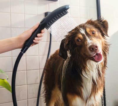 Douchette à main pour chien, 3 jets, noir, Hansgrohe Dogshower | Castorama