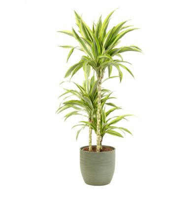 Dracaena lemon lime 21cm avec cache pot rayures vertes