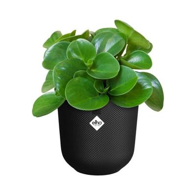 ELHO - Pot Et Jardiniere - 8711904536770