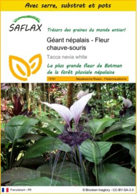 Ensemble de culture - Géant népalais - Fleur chauve-souris - 10 graines ...