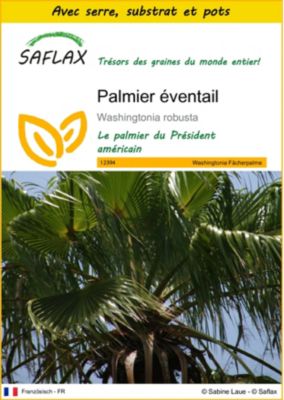 Ensemble de culture - Palmier éventail - 12 graines - Washingtonia - SAFLAX