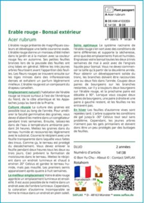 Erable rouge - 20 graines - Acer - SAFLAX