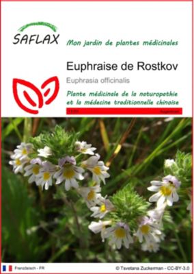Euphraise de Rostkov - 200 graines - Euphrasia - SAFLAX