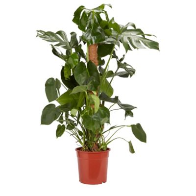 Faux philodendron monstera en pot de 24 cm