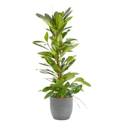 Ficus cyathistipula 21cm avec cache pot rayures grises | Castorama