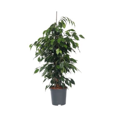 Ficus pleureur - Ficus benjamina Danielle - Hauteur 100-110cm - Pot ...