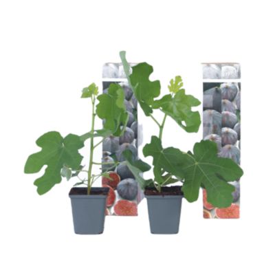 Figuier de Barbarie - Set de 2 - Ficus carica Brown Turkey - H25-40cm ...