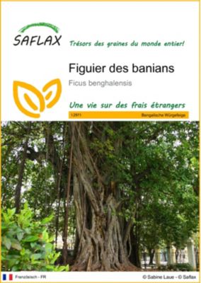 Figuier des banians - 20 graines - Ficus - SAFLAX