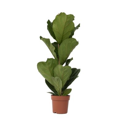 Figuier à Feuilles de Violon - Ficus Lyrata - Hauteur 70-90cm - Pot ...