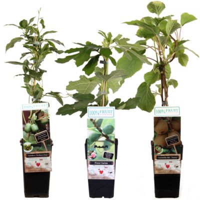 Figuier/Kiwi/Vignes en pot Floréac 2L