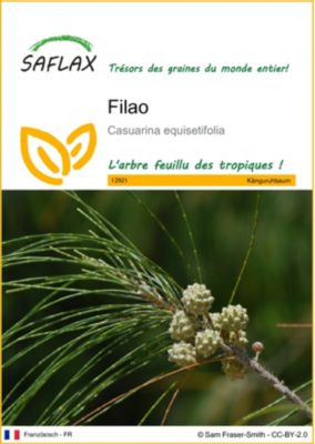 Filao - 200 graines - Casuarina - SAFLAX