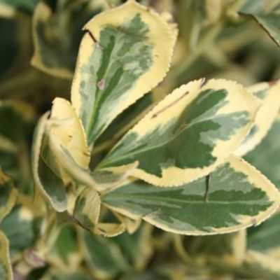 Fusain du Japon 'Bravo' - Euonymus japonicus 'Bravo' - 60-80 cm pot