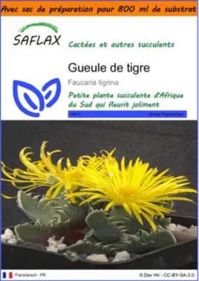 Garden in the bag - Griffe de tigre - 40 graines - Faucaria - SAFLAX