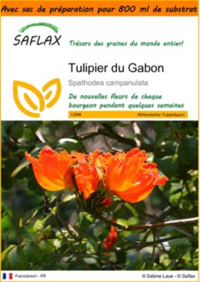 Garden in the bag - Tulipier du Gabon - 30 graines - Spathodea - SAFLAX