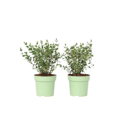 Gommier - Set de 2 - Eucalyptus parvifolia Oliva - Hauteur 35-45cm ...