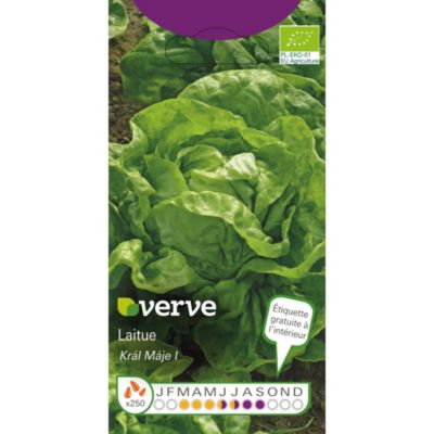 Graine de laitue bio variété "May King" Verve semis de mars à juillet ...