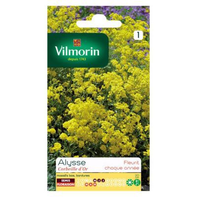 Graines d'Alysse Corbeille d'Or Vilmorin