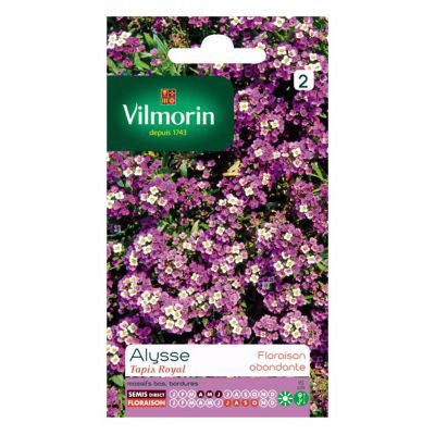Graines d'Alysse Tapis Royal Vilmorin
