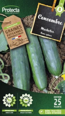 Graines de concombre variété "Marketer" Protecta semis de mars à juin | Castorama