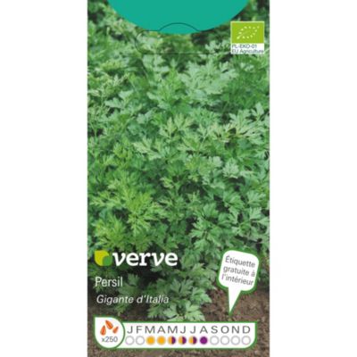 Graines de persil bio variété "Gigante d'Italia" Verve semis de mars à ...