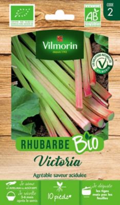 Graines de Rhubarbe Victoria bio Vilmorin