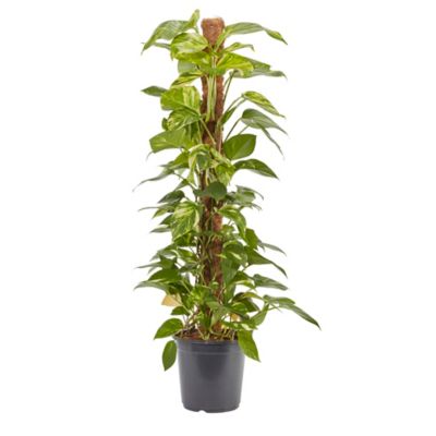 Grand Pothos sur tuteur en mousse 24cm | Castorama
