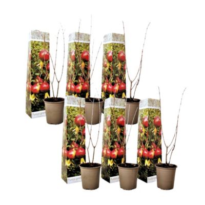 Grenadier - Set de 6 - Punica granatum - Hauteur 25-40cm - Pot 9cm