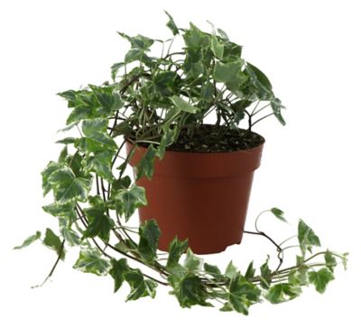 Hedera mix 12cm | Castorama