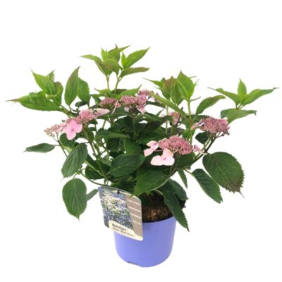 Hortensia - Hydrangea serrata Magic Pillow - Hauteur 25-40cm - Pot 19cm