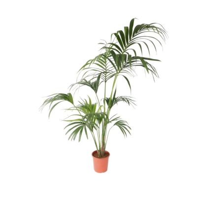 Howea forsteriana - Kentia - Palmier XL - Pot 24cm - Hauteur 150-170cm ...