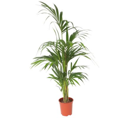 Howea forsteriana - Kentia - Pot 21cm - Hauteur 130-140cm | Castorama
