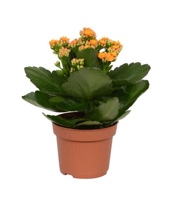 Kalanchoe 12cm | Castorama