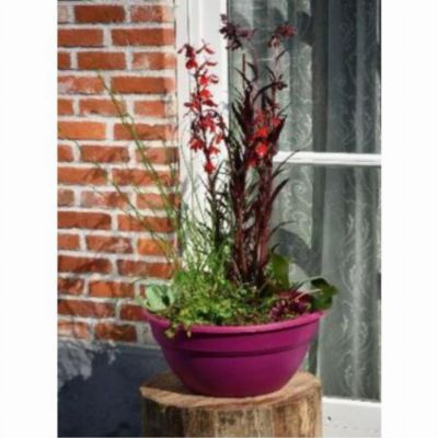 Kit de 3 plantes aquatiques en mini-bassin - Gris anthracite - Moerings