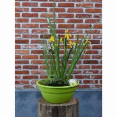 Kit de 3 plantes aquatiques en mini-bassin - Gris anthracite - Moerings