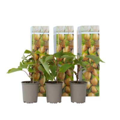 Kiwi - Set de 3 - Actinidia deliciosa Jenny - Hauteur 20-40cm - Pot 9cm