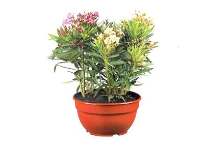 Laurier Fleuri Tricolore