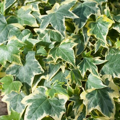 Lierre assortiment en pot 10,5 cm